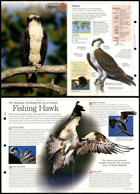 OSPREY #77 BIRDS - Discovering Wildlife Fact File Fold-Out Card £1.99 ...