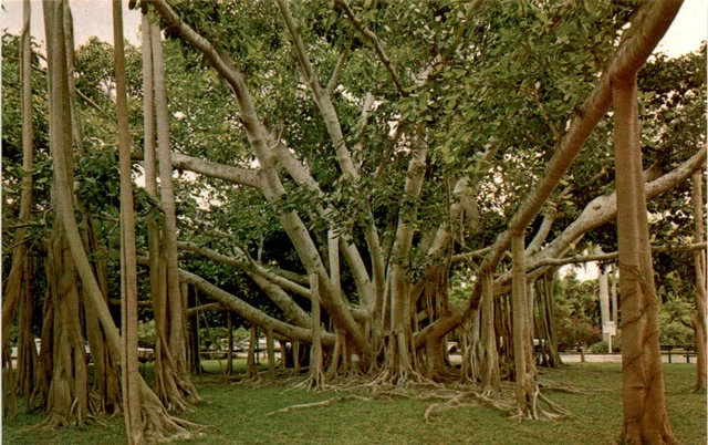 FORT MYERS, FLORIDA, Banyan Tree, Thomas Alva Edison, Firestone, Edison ...
