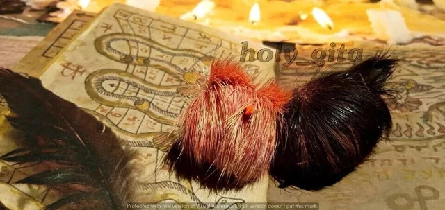 AUTHENTIQUE JACKAL HORN Siyar Singhi Rituel Wicca Pagan Spells Charm ...