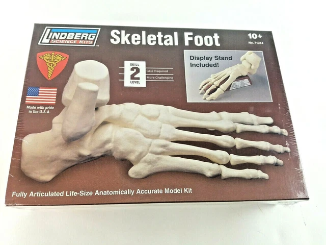 SKELETAL FOOT BY Lindberg Science Kits Fully Articulated Life-Size ...