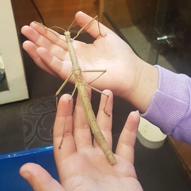 LARGE BUD WING Stick Insect juveniles/sub adults x 4 Feeding well ...