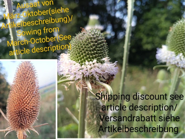 WEBER KARDE, DIPSACUS sativus, Fuller's teasel, 260 seeds, samen EUR 1 ...