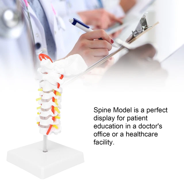 CERVICAL MODEL ARTERIA Spine Spinal Nerves Anatomical Model For Sci Ggm ...