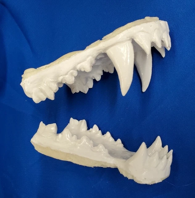 WEREWOLF WOLF MASK fursuit jaws teeth cast taxidermy style#2 NEW! £26. ...