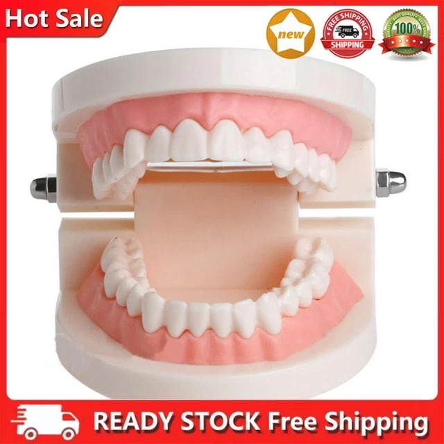 STANDARD TOOTH TEACHING Giant Teeth Model Extractions of Medical ...