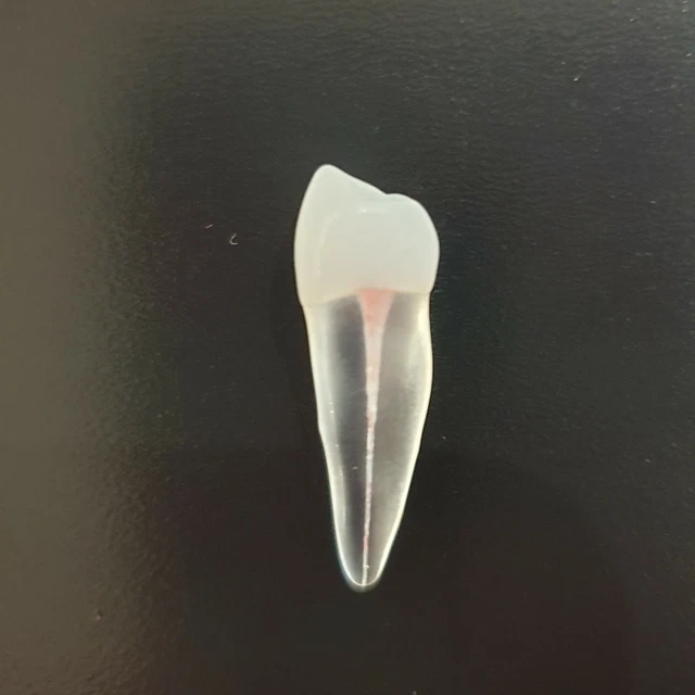 DENTAL TRAINING TOOTH | Endodontic model | Mandibular first premolar ...
