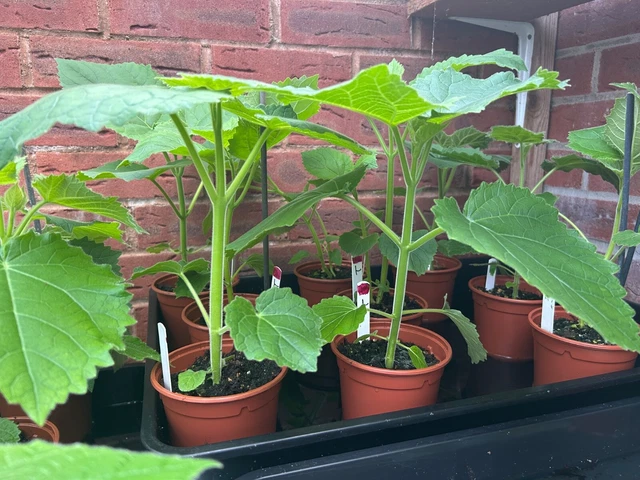 PAULOWNIA TOMENTOSA FOXGLOVE tree, Empress tree 7cm pot, fast growing ...