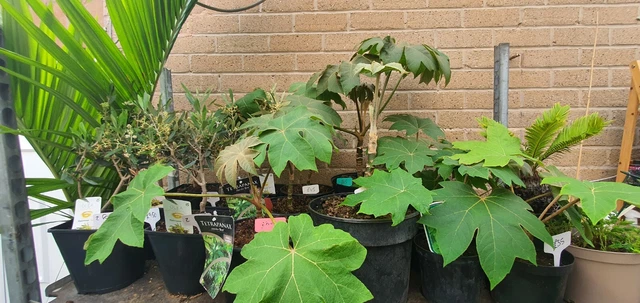 GIANT TETRAPANAX REX Hardy Tropical Garden Plants 1m Wide Leaves T-rex ...