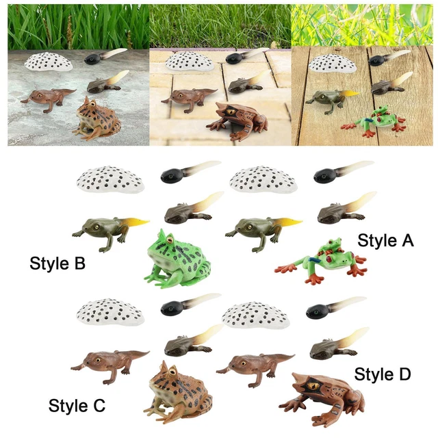 LIFE CYCLE FIGURINES 4 Stages of Frog Frogs Life Cycle Model for ...