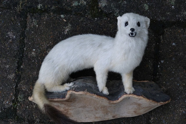 HERMELIN, WIESEL, PRÄPARAT, Tierpräparat EUR 38,00 - PicClick DE