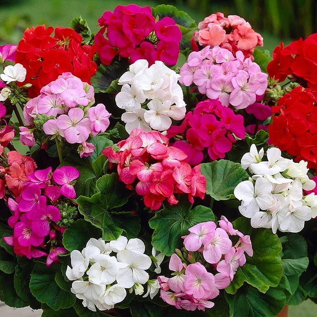 GERANIUM PELARGONIUM ZONALE F1 Border formula mixture 32 seeds +FREE ...