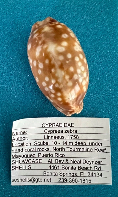 STUNNER COWRIE - Macrocypraea Cypraea Zebra - 67 mm - Puerto Rico, mit ...
