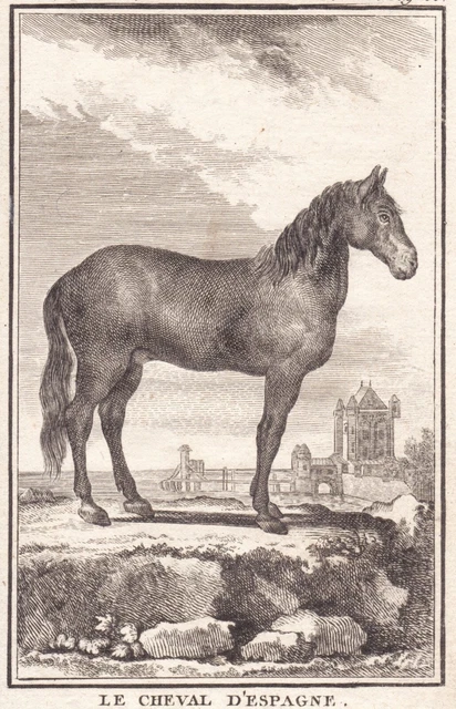 GRAVURE XVIIIE CHEVAL Equus Ferus caballus Equidae Horse Caballo Buffon ...