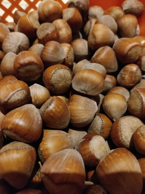 HASELNÜSSE 2025 AUS Thüringen...10 kg Bio!!! zu verkaufen. EUR 60,00 ...