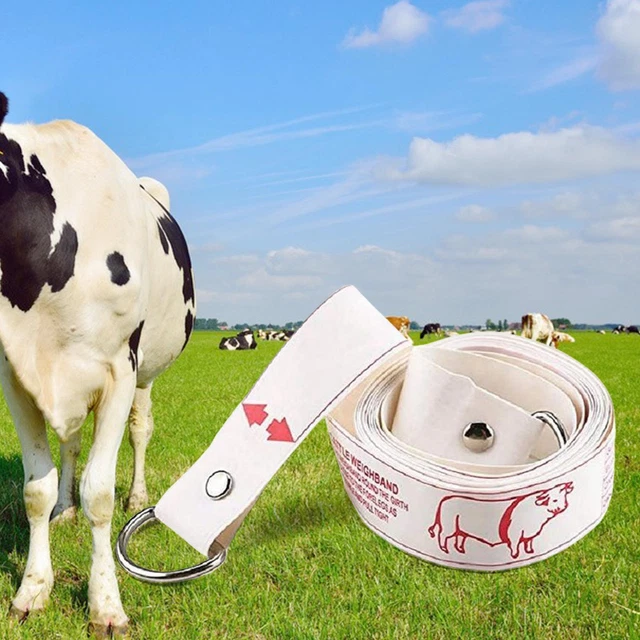 CATTLE TAPE MEASURE Bust Weight Contrast Body Measuring Equipment Weigh ...