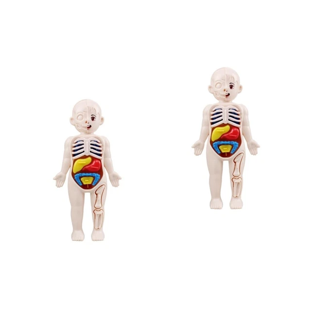 2 SETS HUMAN Organ Cartoon Organs Anatomy Models Body £13.25 - PicClick UK
