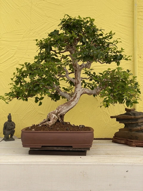 JOE BONSAÏ JAPON Myrte 50 Ans Indoor Outdoor Non Azalée Coquille ...