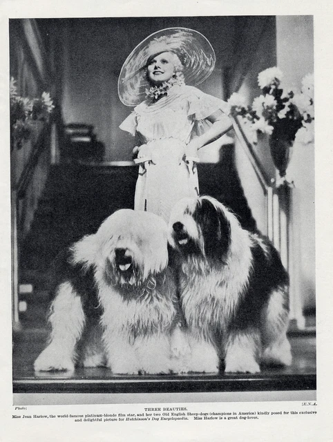 OLD ENGLISH SHEEPDOG Film Star Jean Harlow And Dogs Old Original 1934 ...