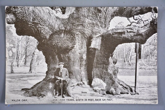 POSTCARD, MAJOR OAK Tree 1500 Years Old Sherwood Forest £4.00 - PicClick UK