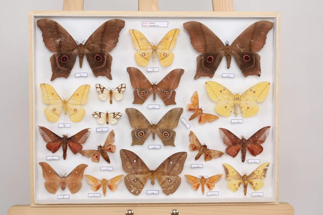 ENTOMOLOGIE COLLECTION MUSÉUM des insectes du monde Lot N°16 ...