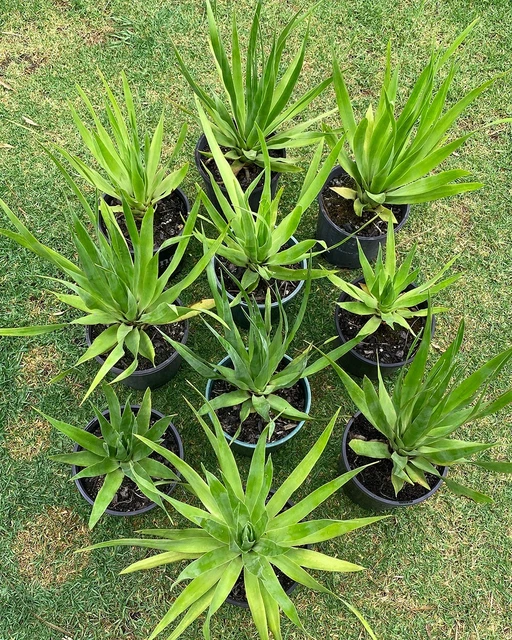 DRACAENA DRACO &DRAGON Tree" Young Plants for Landscaping or Pots EUR ...