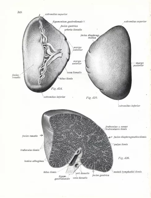STAMPA ANTICA ANATOMIA MILZA medicina Sobotta 1931 Antique print EUR 22 ...