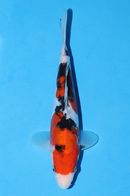 JAPANESE KOI CARP - Hq Doitsu Sanke 22Cm - Courier Available ...