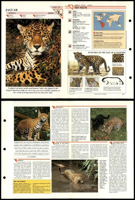 JAGUAR #10 MAMMALS Wildlife Fact File Fold-Out Card £1.99 - PicClick UK