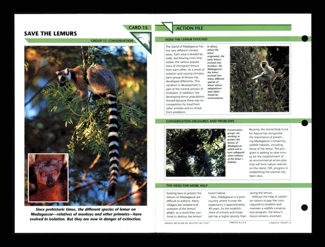 SAVE THE LEMURS Wildlife Fact File Card Conservation Home School 11.15 ...
