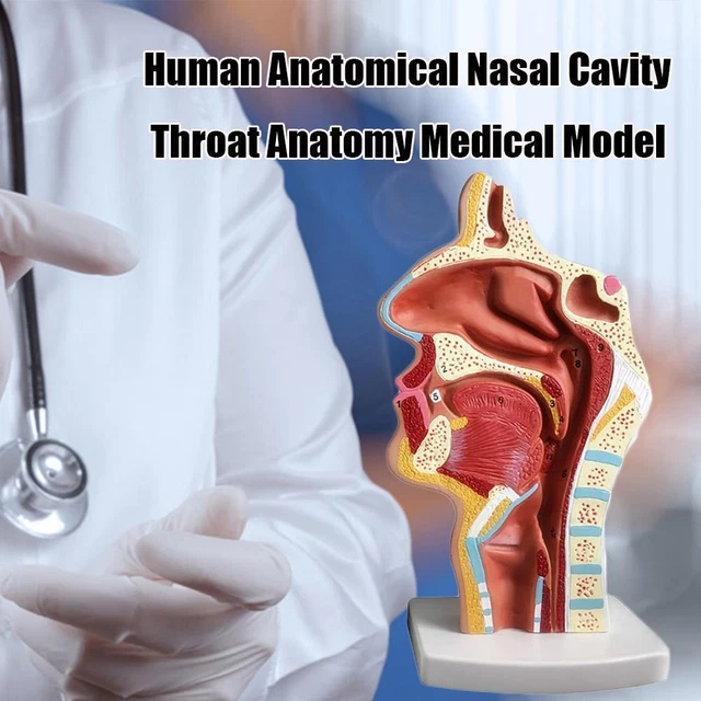NORMAL HUMAN NASAL Mouth Cavity Throat Model Anatomical Anatomy, Model ...