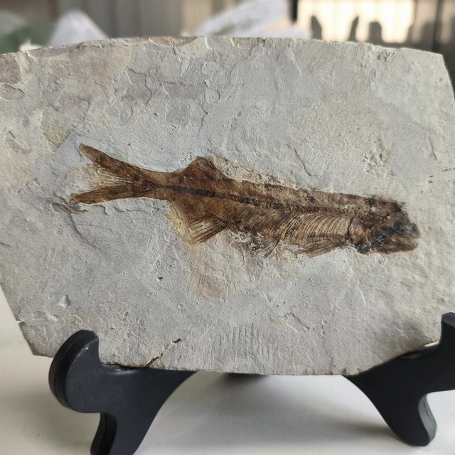 FISH FOSSILS LYCOPTERA 80 million years old Cretaceous fossils ...