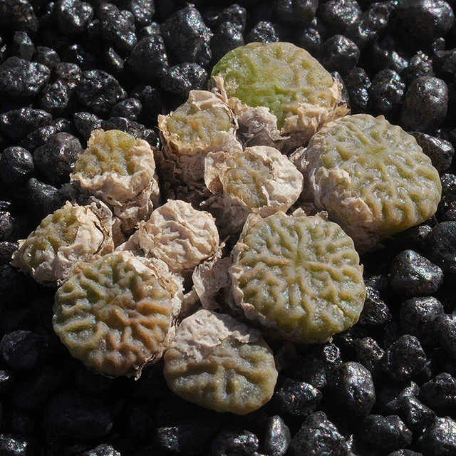 CONOPHYTUM ANGELICAE TETRAGONUM PVB9479 (Namusberg) - mesemb/lithops ...