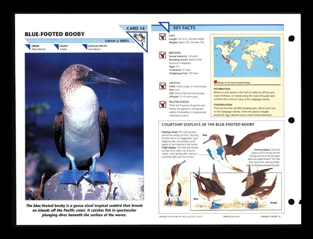 BLUE FOOTED BOOBY Wild Life Fact File Bird Animal Card Home School ...
