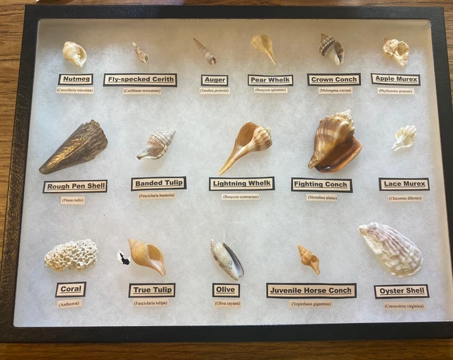 LABELED SPECIMENS OF Sea Shell Collection Box Set of 16 Shells $19.99 ...