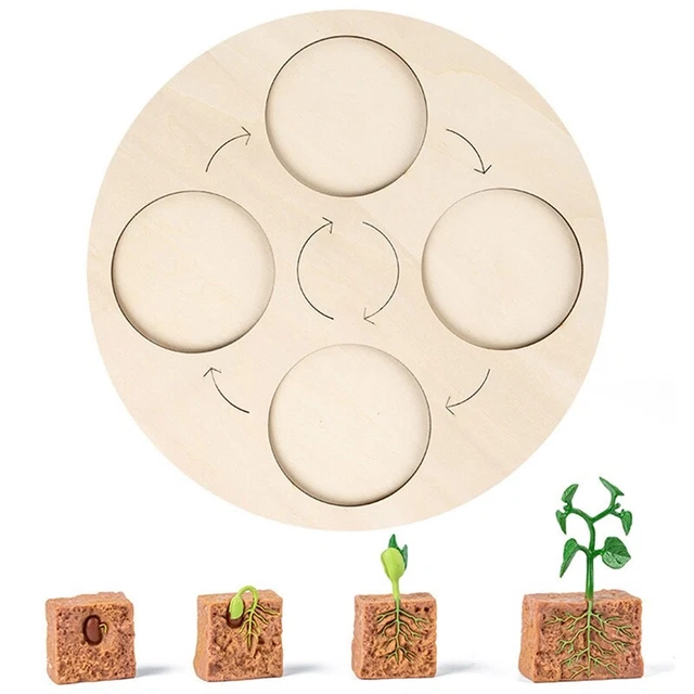 LIFE CYCLE BOARD Plant Life Cycle Board Set Lifestyle Stages Kids ...