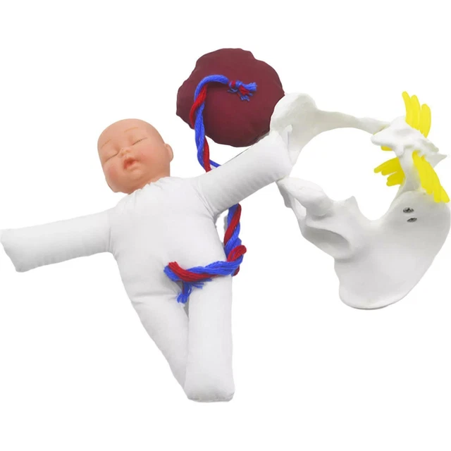 HUMAN FEMALE PELVIS Model Childbirth Model for Science Education ...