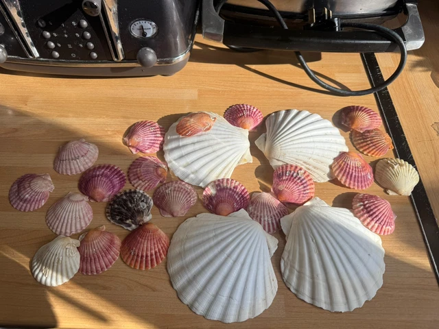 SCALLOP SHELLS LARGE And Small For Culinary Display £8.00 - PicClick UK
