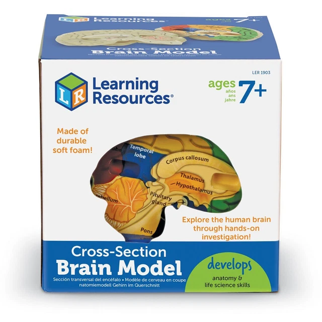LEARNING RESOURCES CROSS Section Brain Model Develops Anatomy & Life ...