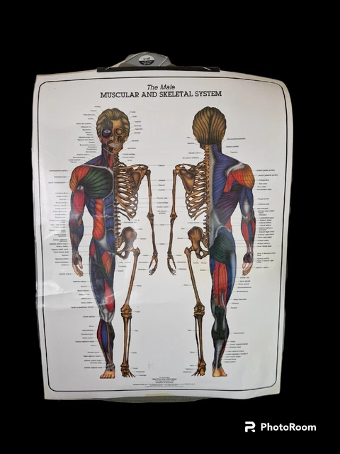 VINTAGE HUMAN MALE Anatomy Body Wall Chart Poster Medical Chart Bruce ...