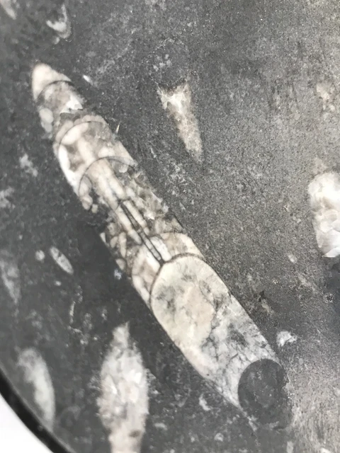 RARE JOLI CENDRIER en pierre fossile ORTHOCERAS (grec=corne droite) bon ...