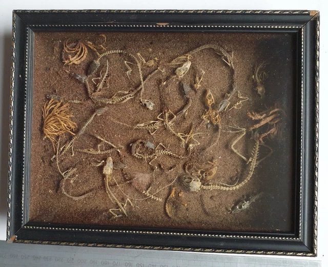 LIZARD SKELETONS FRAME box art skull taxidermy gothic Wunderkammer EUR ...