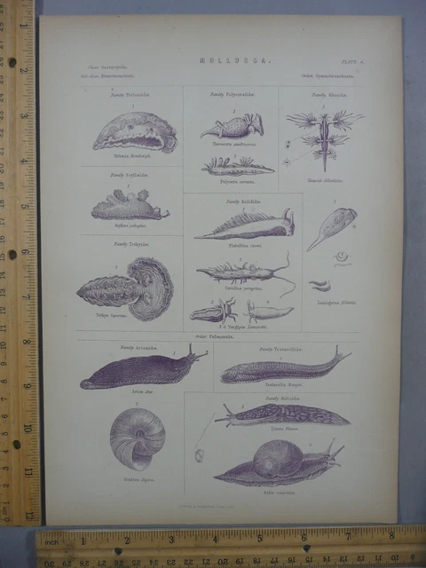 RARE ANTIQUE ORIGINAL VTG Snail Various Mollusca Chart Engraving Art ...