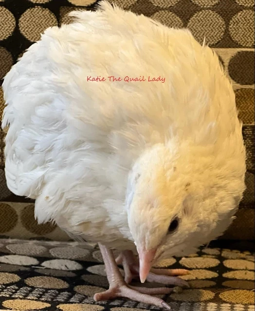 50 JUMBO COTURNIX Quail XXL White Texas A&M Hatching Eggs $45.00 - PicClick