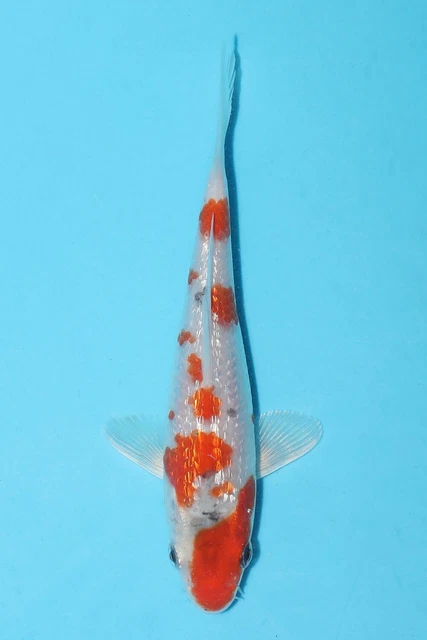 JAPANESE KOI CARP - Hq Gr Goshiki 12-14Cm - Courier Available ...