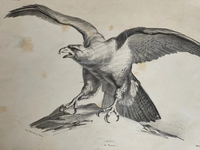 GRANDE ESTAMPE SIGNÉE aigle des Pyrénées oiseau Paris Monrocq planche ...