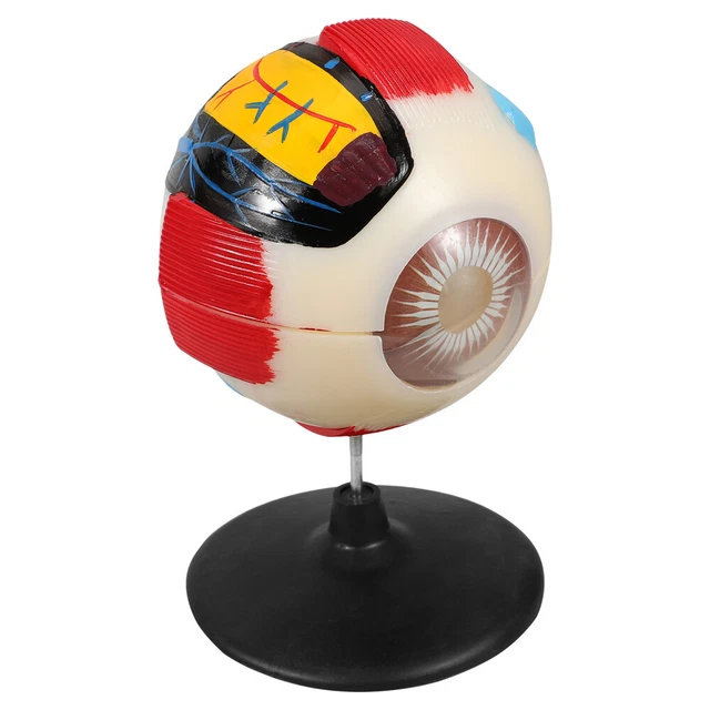 EYE MODEL DISPLAY Model 6x Enlarged Eye Model Teaching £20.19 - PicClick UK