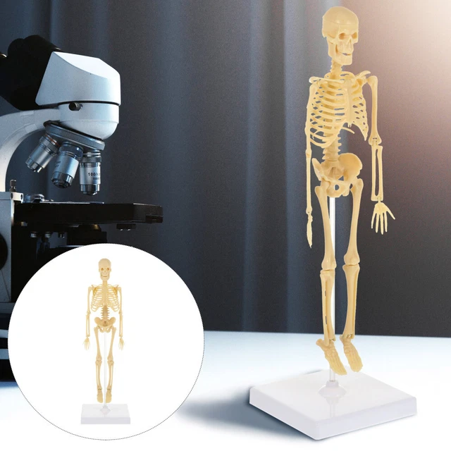 MODELLO SISTEMA SCHELETRICO anatomico studente scheletro umano in ...