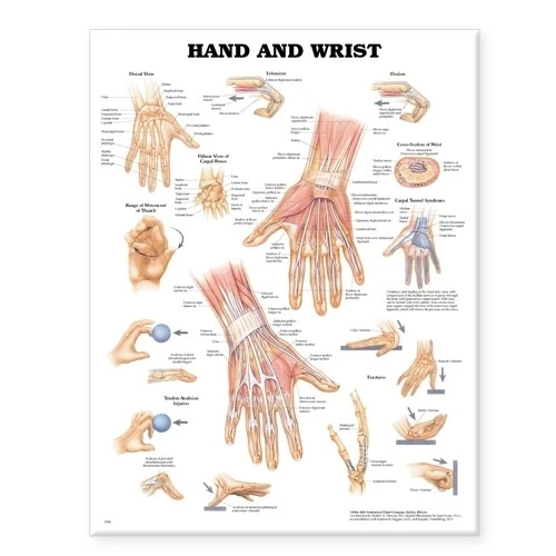 HAND AND WRIST Anatomical Chart (Poster) EUR 48,46 - PicClick DE