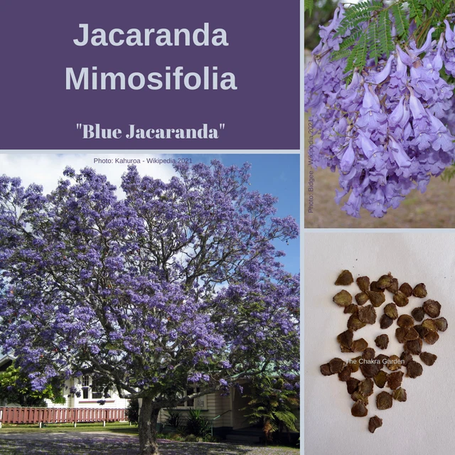 JACARANDA MIMOSIFOLIA 'BLUE Jacaranda'-TREE-seeds EUR 3,61 - PicClick DE