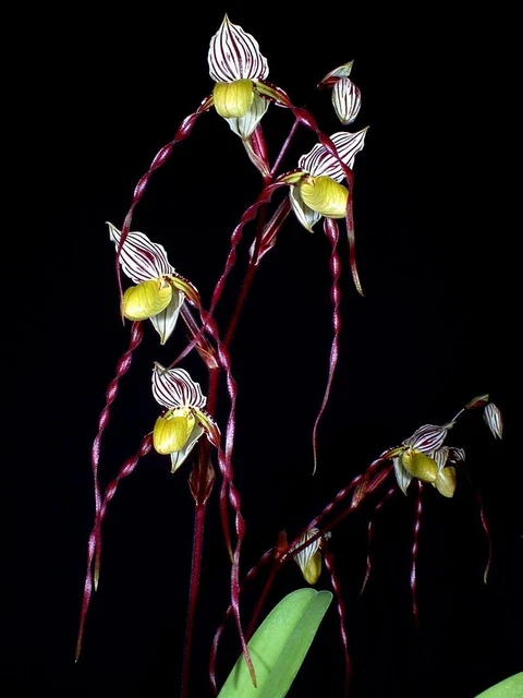 ORCHID FLASK PAPH philippinense Paphiopedilum species RARE ...